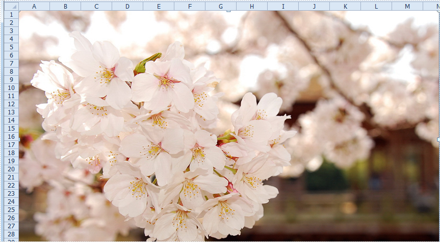 Insert Image In Excel In C VB NET